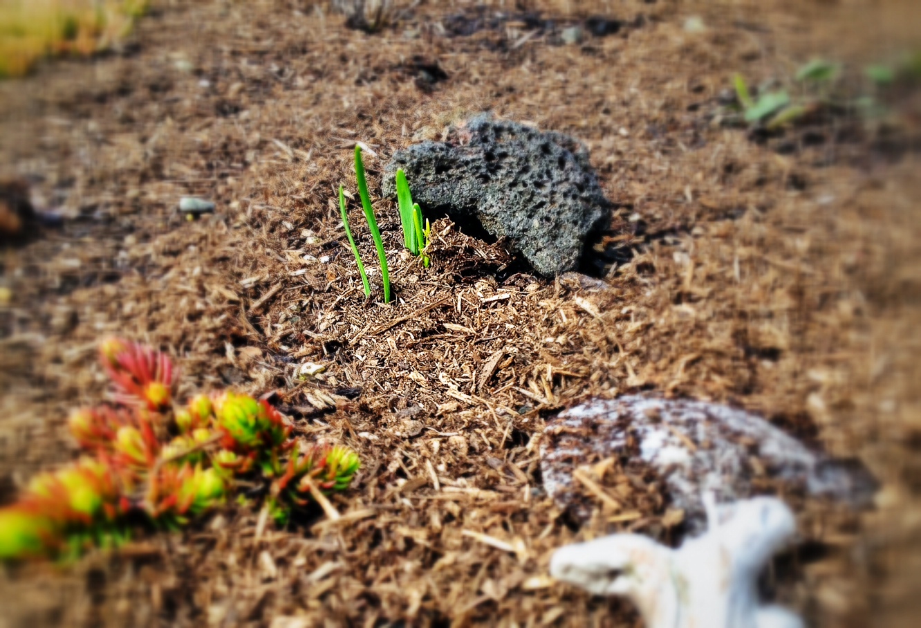 Copying and Maligning the Creator – Man of Depravity